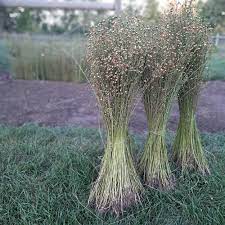 How does Flax actually become linen? – Jade and May